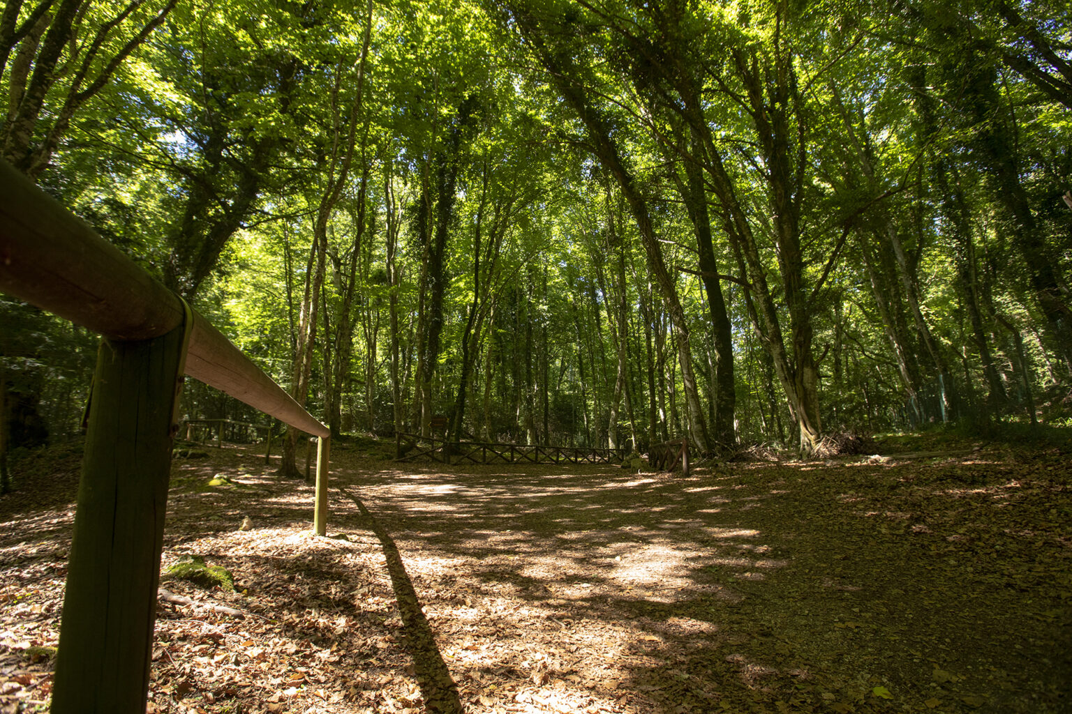 Umbra Forest voted among the world's ten most beautiful forests of 2022 ...
